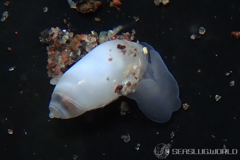 ゴルドンコメツブガイ Acteocina gordonis | 世界のウミウシ