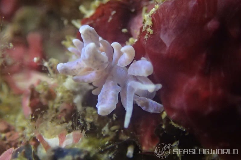 フィロデスミウム・クリプティクム Phyllodesmium crypticum | 世界のウミウシ