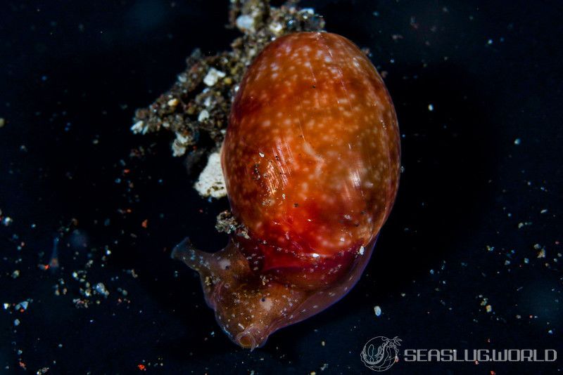 Bulla ampulla Linnaeus, 1758 | SEASLUG.WORLD