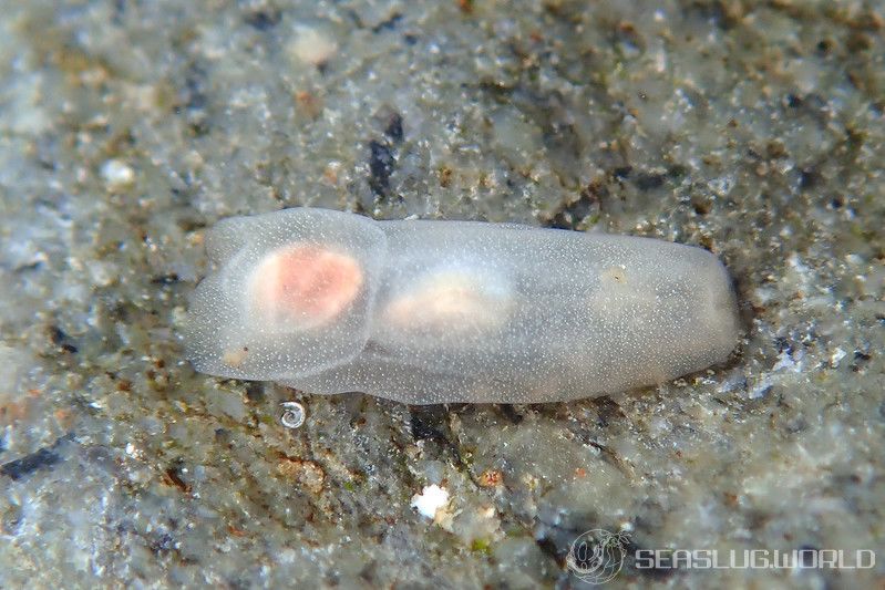 Philine elegans Bergh, 1905 | SEASLUG.WORLD