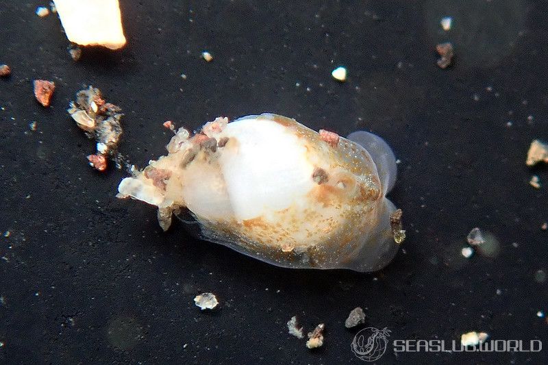 マメウラシマガイ Ringicula doliaris | 世界のウミウシ