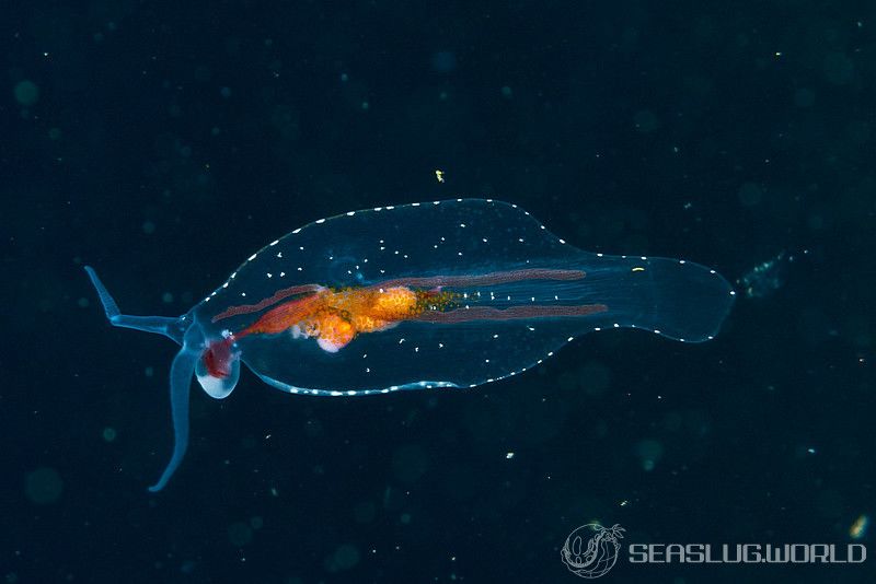 コノハウミウシ Phylliroe bucephala | 世界のウミウシ