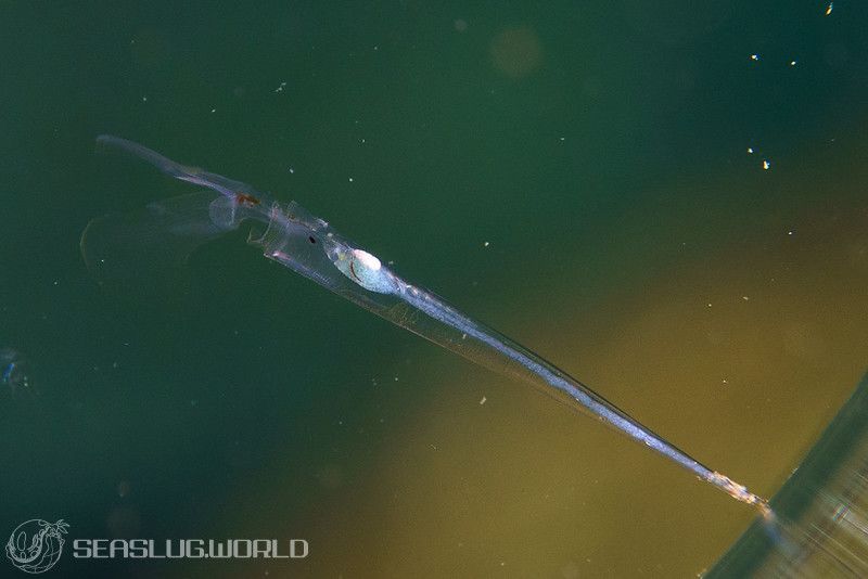 ウキヅノガイ Creseis clava | 世界のウミウシ