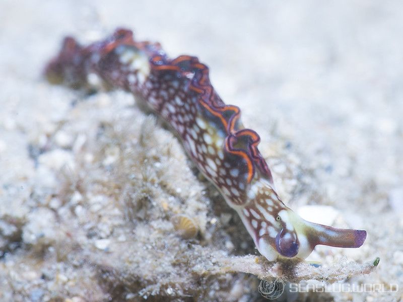 クシモトミドリガイ Elysia rufescens | 世界のウミウシ