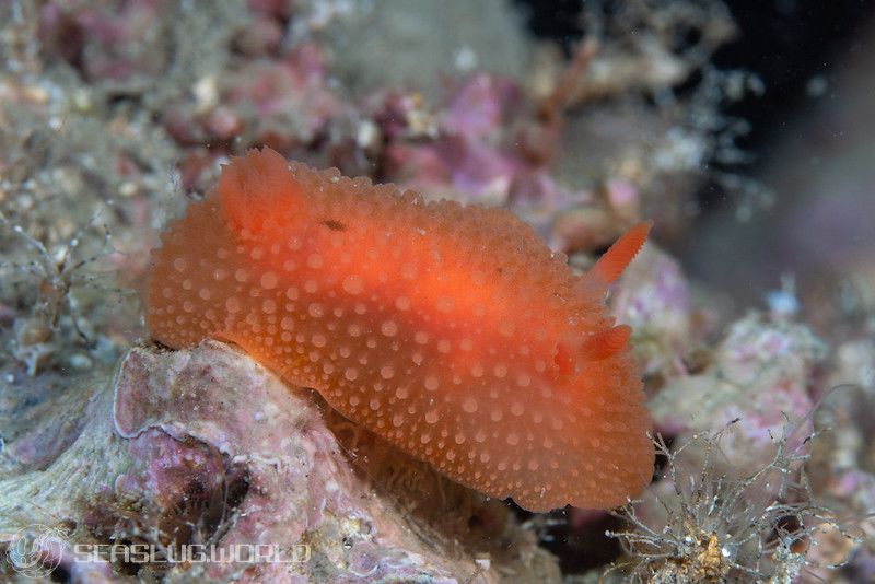 チシオウミウシ Aldisa cooperi | 世界のウミウシ