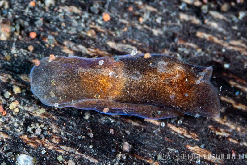 タソガレキセワタ Melanochlamys kohi | 世界のウミウシ