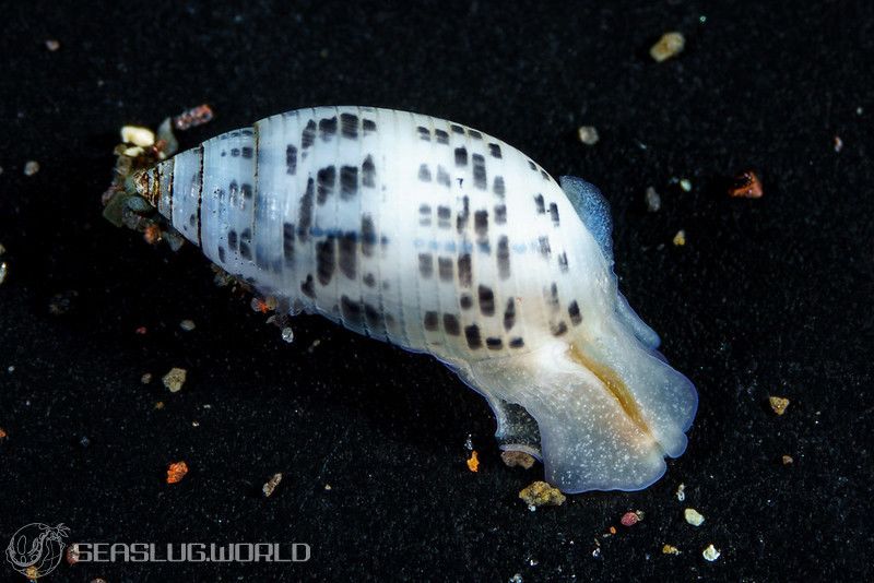 コシイノミガイ Pupa strigosa | 世界のウミウシ