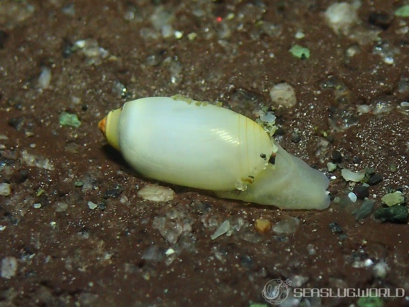 ツムガタコメツブガイ Acteocina fusiformis | 世界のウミウシ