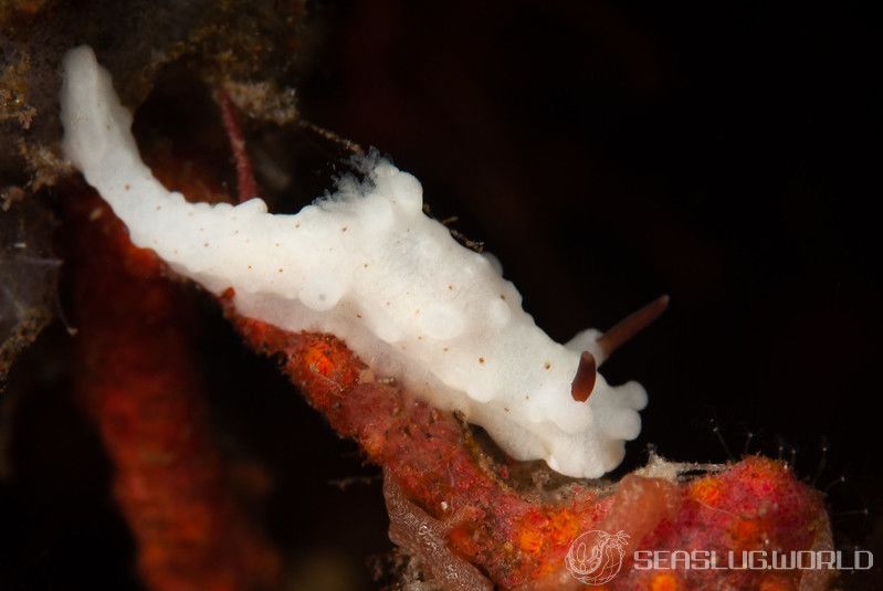 アエジレス・ハプシス Aegires hapsis | 世界のウミウシ