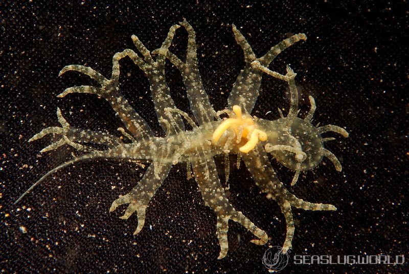 オオウラメリベ Melibe megaceras | 世界のウミウシ