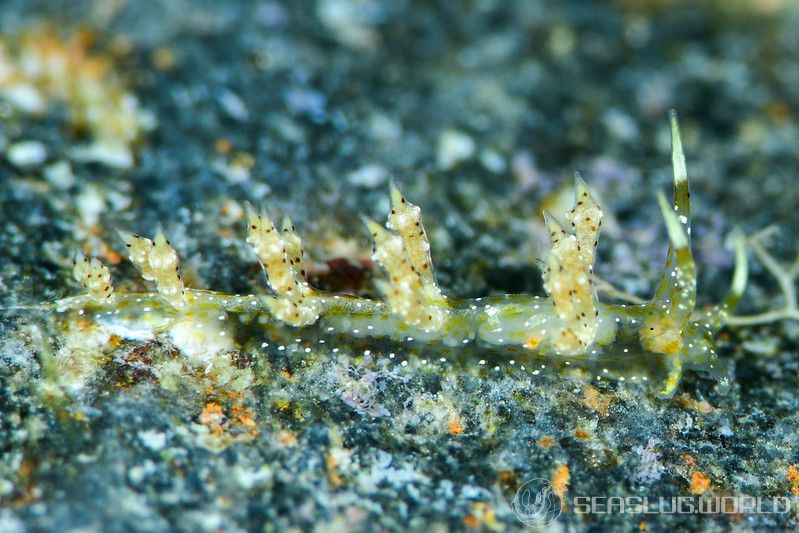 ホシクズミノウミウシ Eubranchus sp.35 | 世界のウミウシ