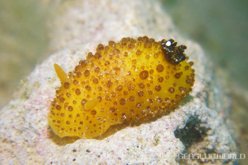 ヒソヤカウミウシ Doris sp. 2 | 世界のウミウシ