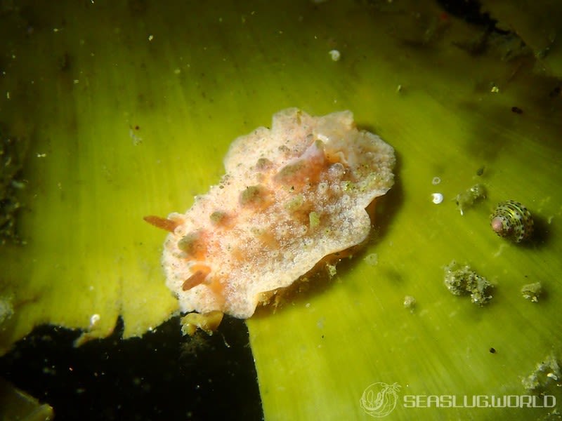 ドーリス属の一種 3 Doris sp. 3 | 世界のウミウシ