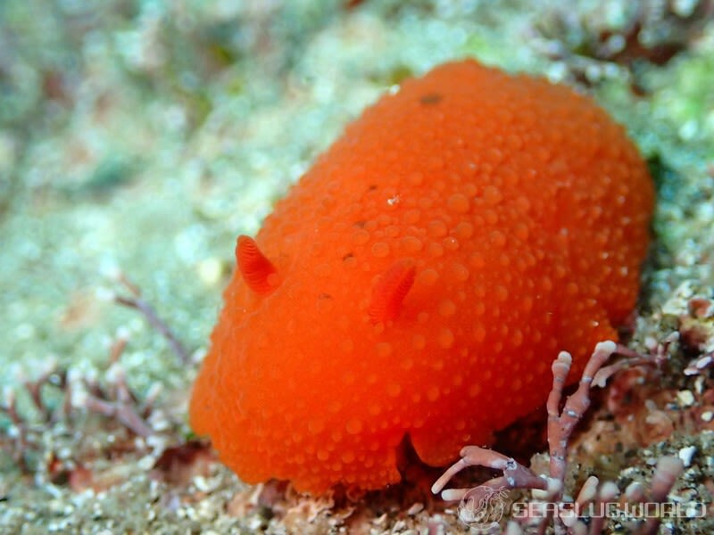 チシオウミウシ Aldisa cooperi | 世界のウミウシ