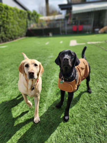 Dog Daycare & Boarding in Tacoma, WA | Dawg Tired Play Days