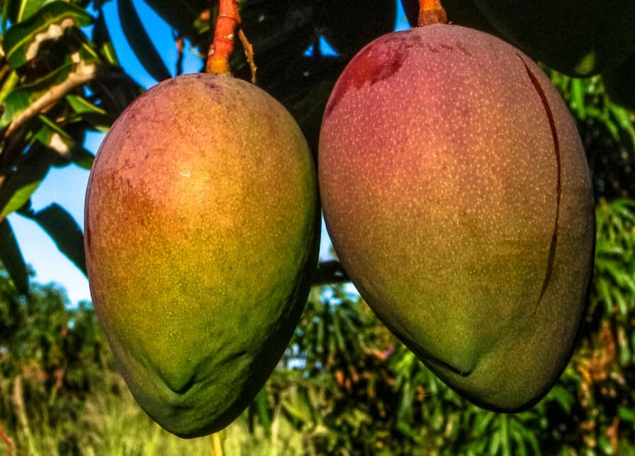 mexican mango