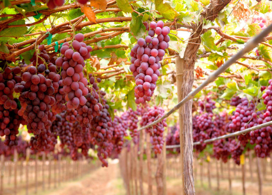 red globe grapes
