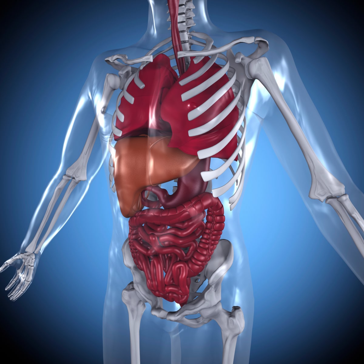 Mobilisierung der inneren Organe durch Physiotherapie - Viszerale ...