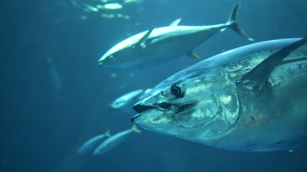 Thunfisch: Die Schweiz ist MSC-Weltmeister