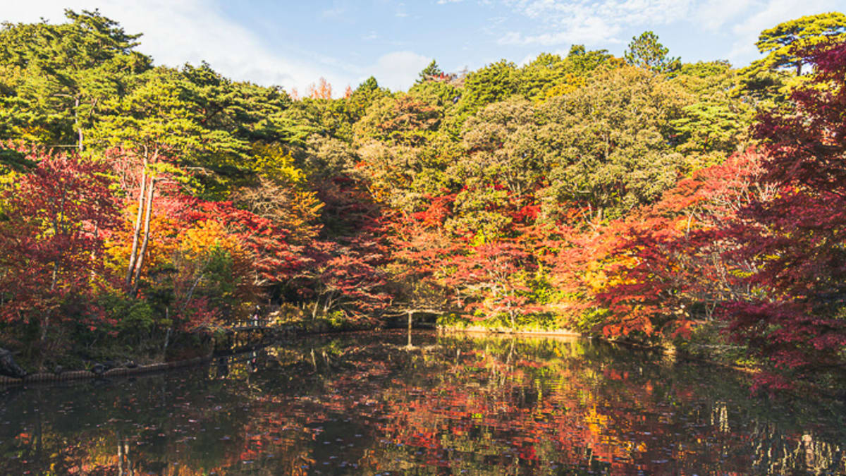 [November 2025] Autumn Leaf Viewing at Kobe Municipal Forest Botanical ...