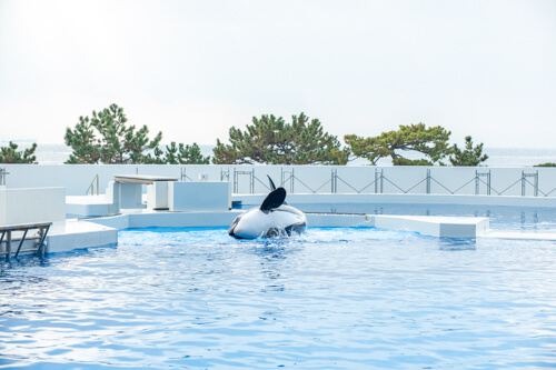 Kobe Suma SEA WORLD 'Hyogo Residents Appreciation Month' | Special ¥ ...