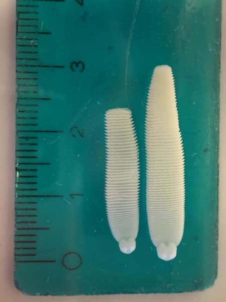 Laidunkauden jälkeen madoille kyytiä | Vetcare