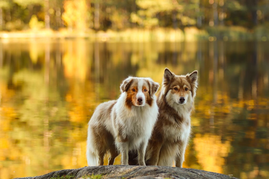 Positiivinen vahvistaminen - Oppiva koira | Vetcare