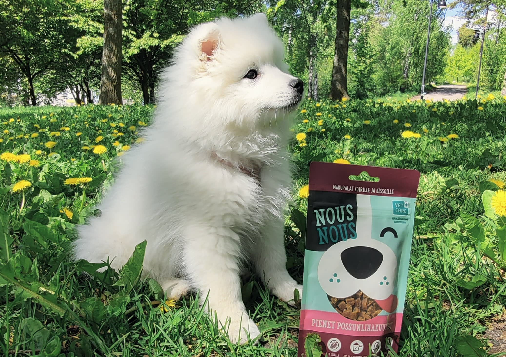 Miten tervehtiä koiraa oikeaoppisesti? – Katso video! | Vetcare