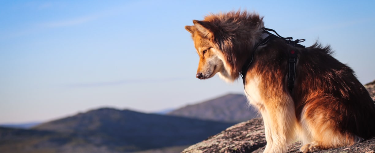 Vetcare - For animal wellbeing