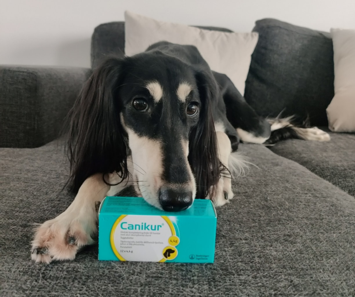 Canikur ja Canikur Pro tuoteperhe | Vetcare