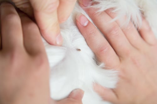 Punkki koiralla ja kissalla | Vetcare