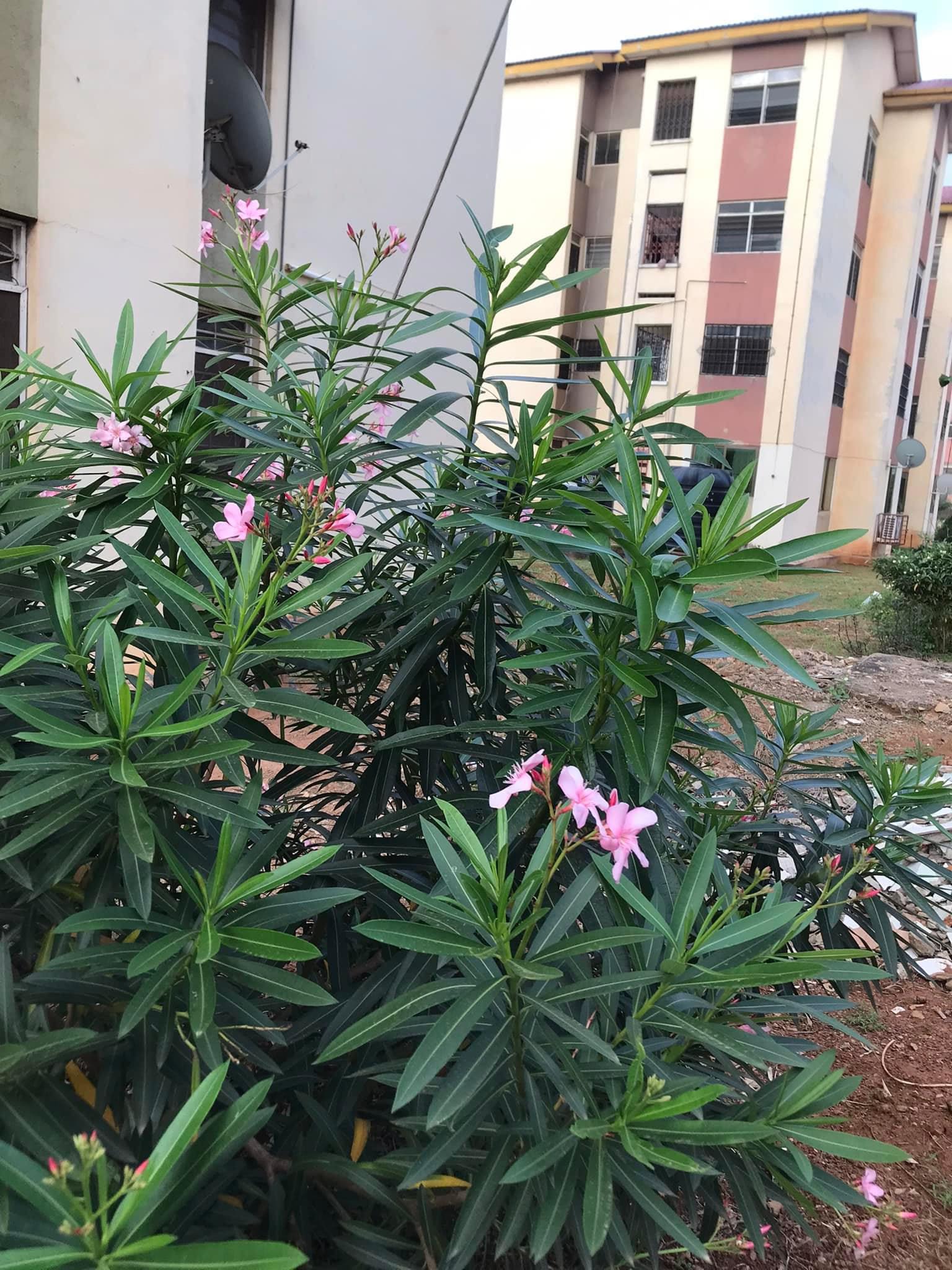 Renovated 2/3 Bedroom Apartment For Sale at Adenta SSNIT Flats - Blavior