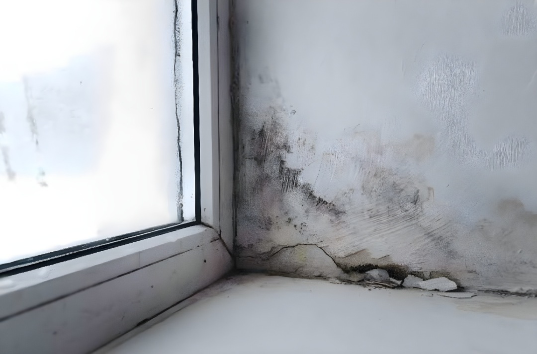 How to Prevent Mold in Your Home - Blavior