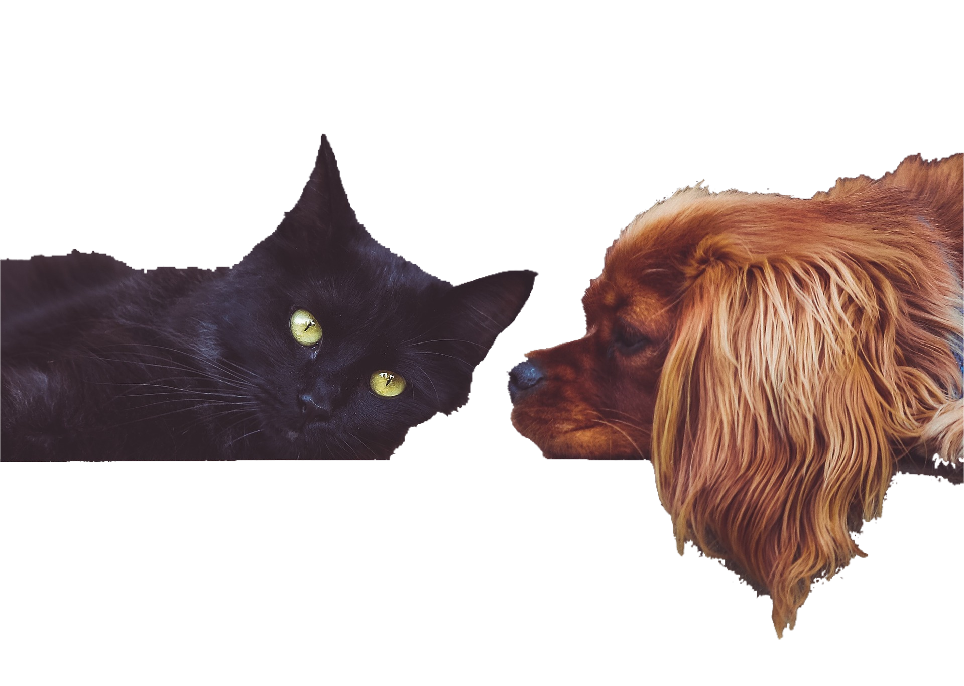 Cloudinary AI Background Removal Add-on | Cloudinary