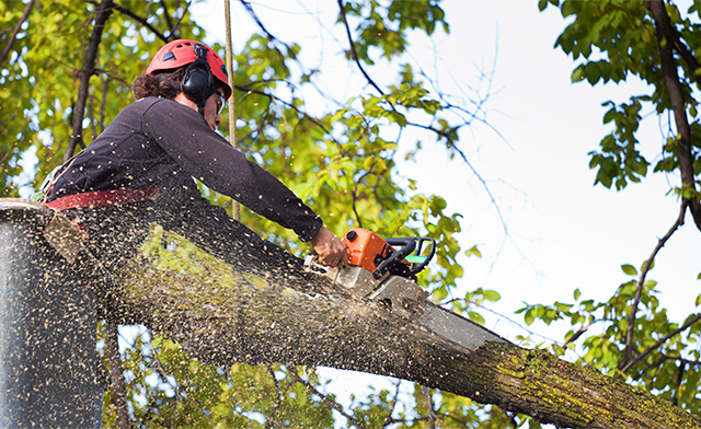 Services - Metropolitan Forestry Services, Inc.