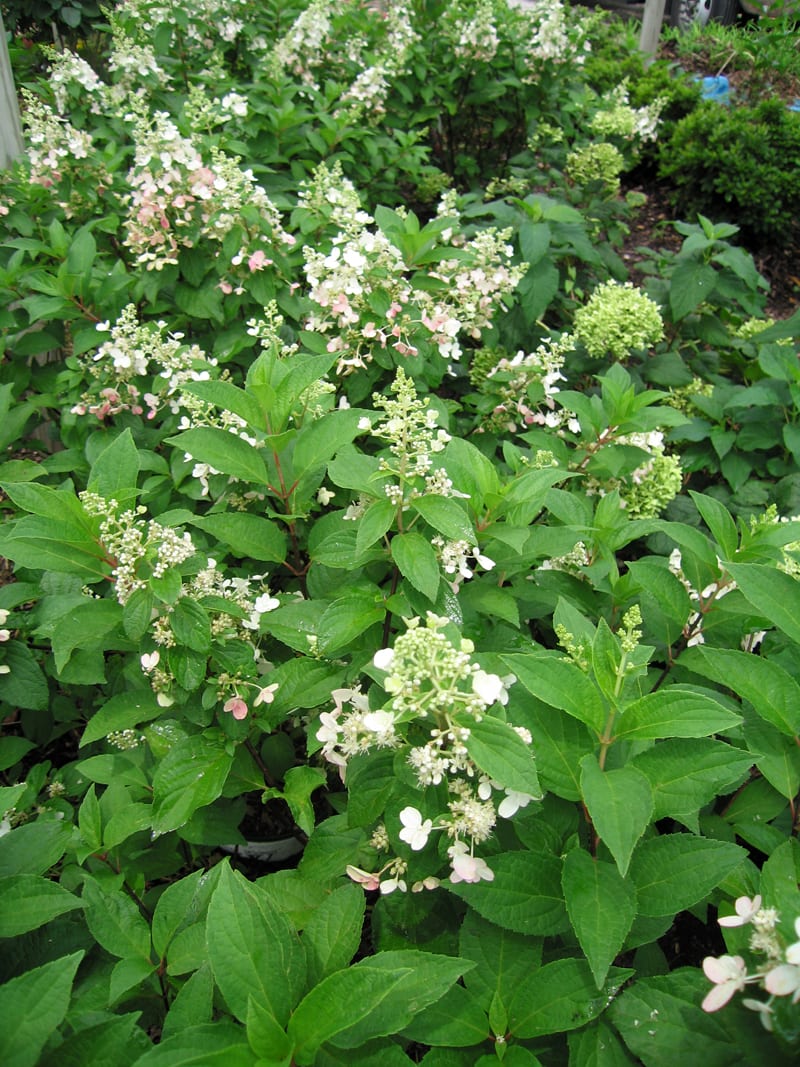 Hydrangea Tardiva - Metropolitan Forestry Services, Inc.