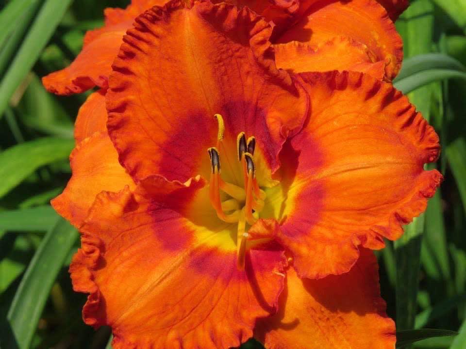 Brighten Up Your Garden With a Daylily - Metropolitan Forestry Services ...