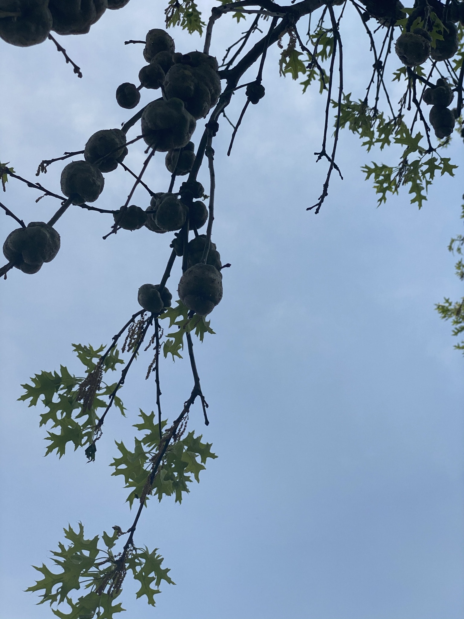 Gouty and Horned Oak Gall - Metropolitan Forestry Services, Inc.