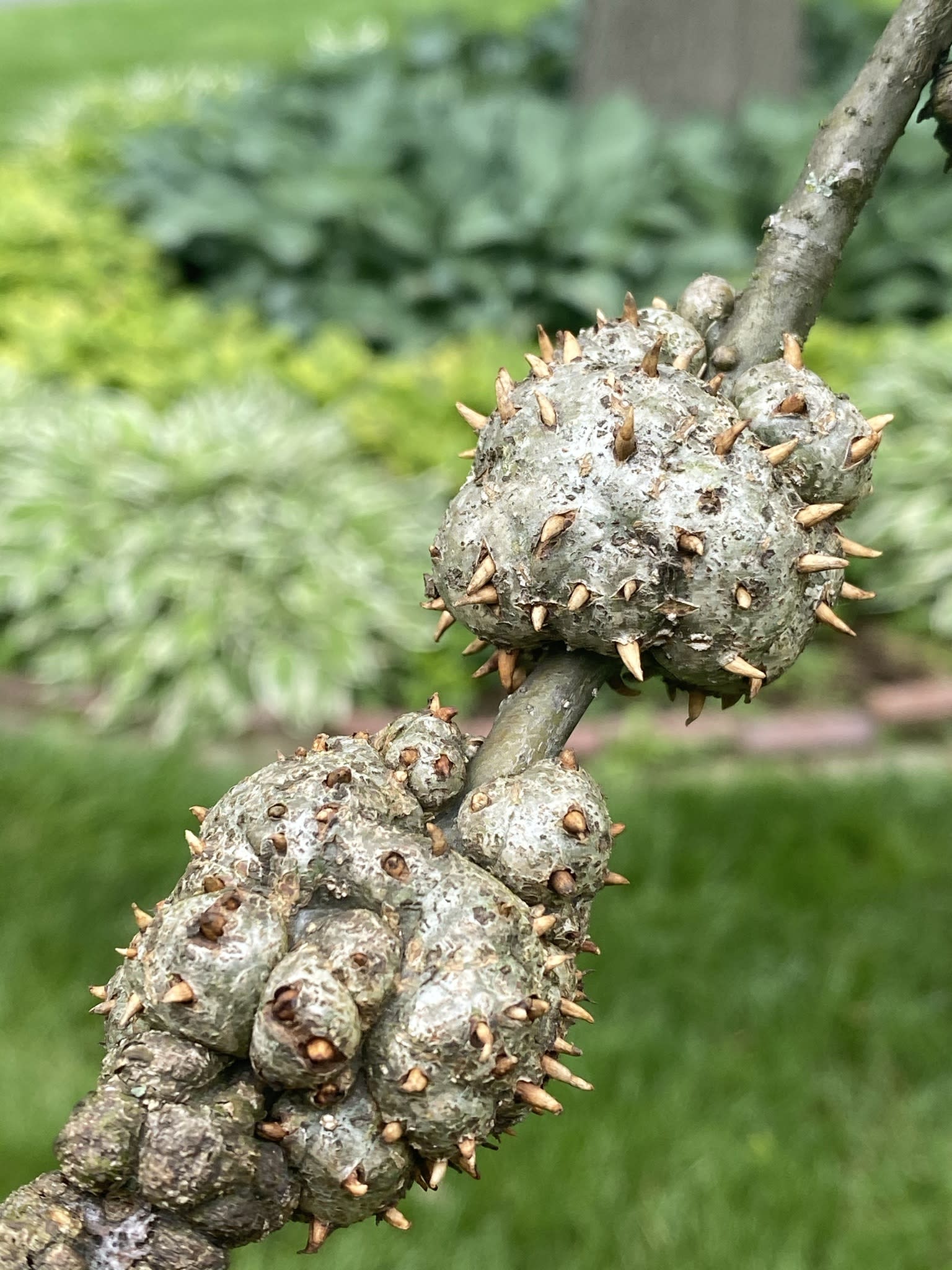 Gouty and Horned Oak Gall - Metropolitan Forestry Services, Inc.