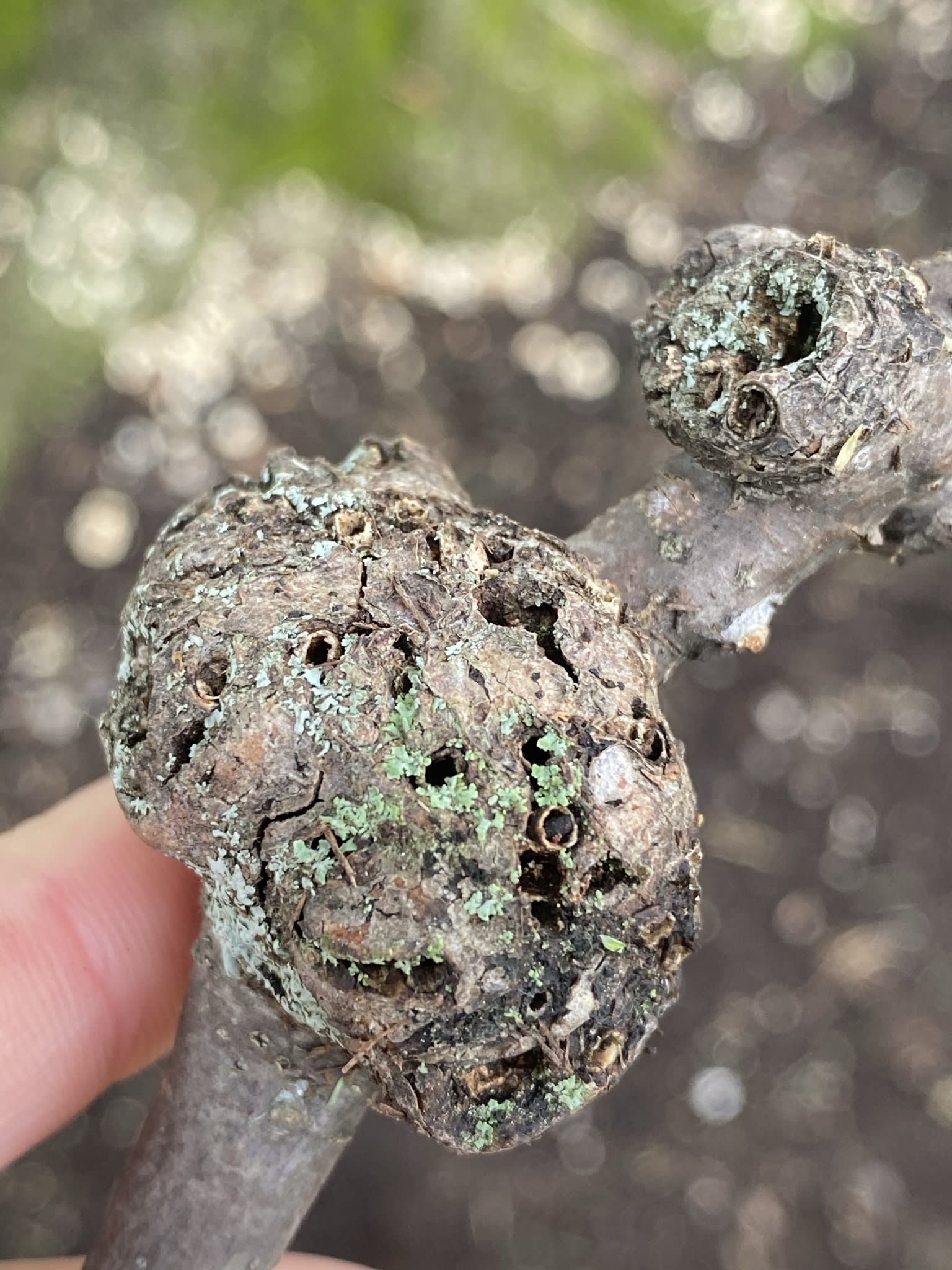 Gouty and Horned Oak Gall - Metropolitan Forestry Services, Inc.