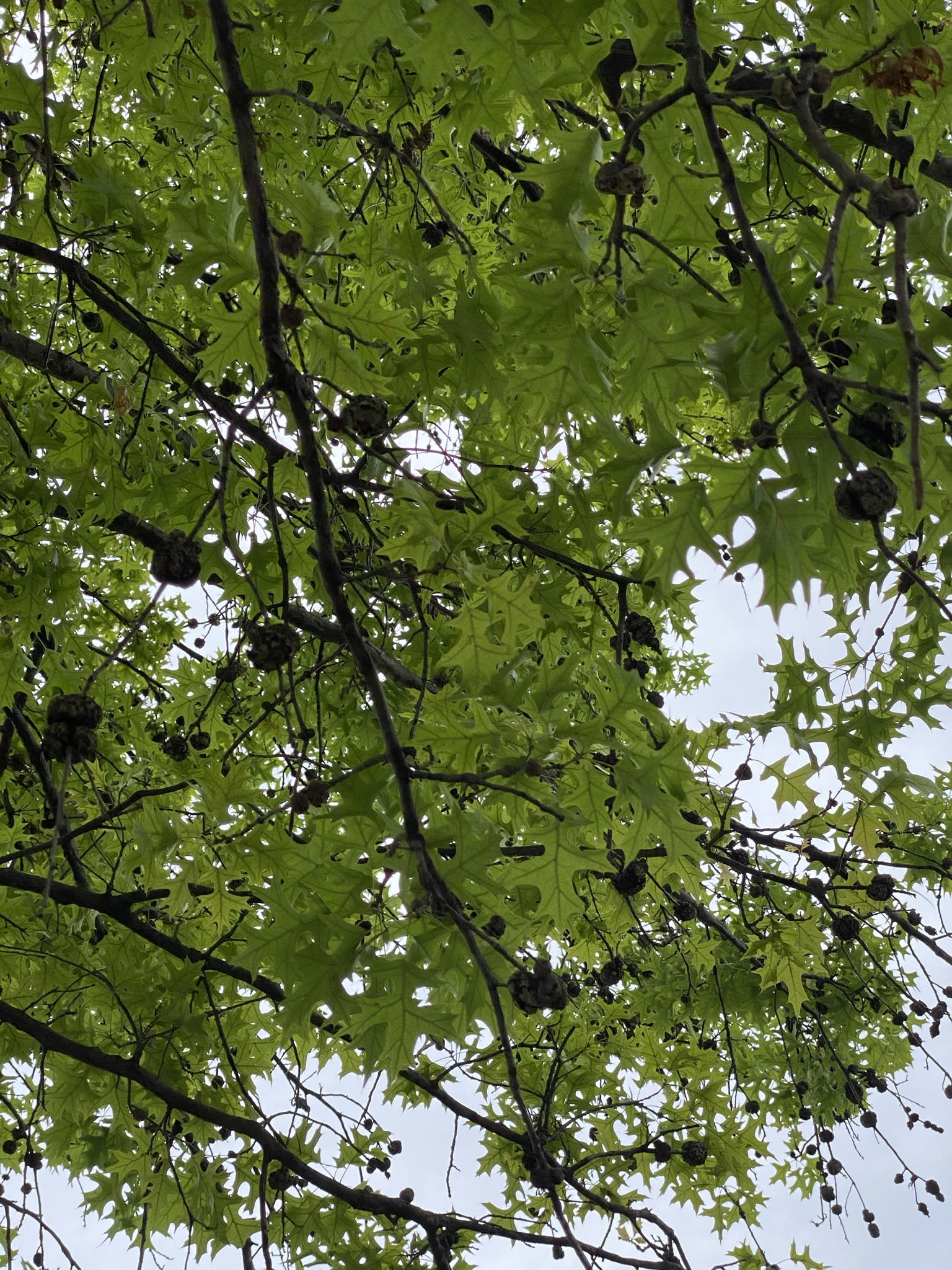 Gouty and Horned Oak Gall - Metropolitan Forestry Services, Inc.