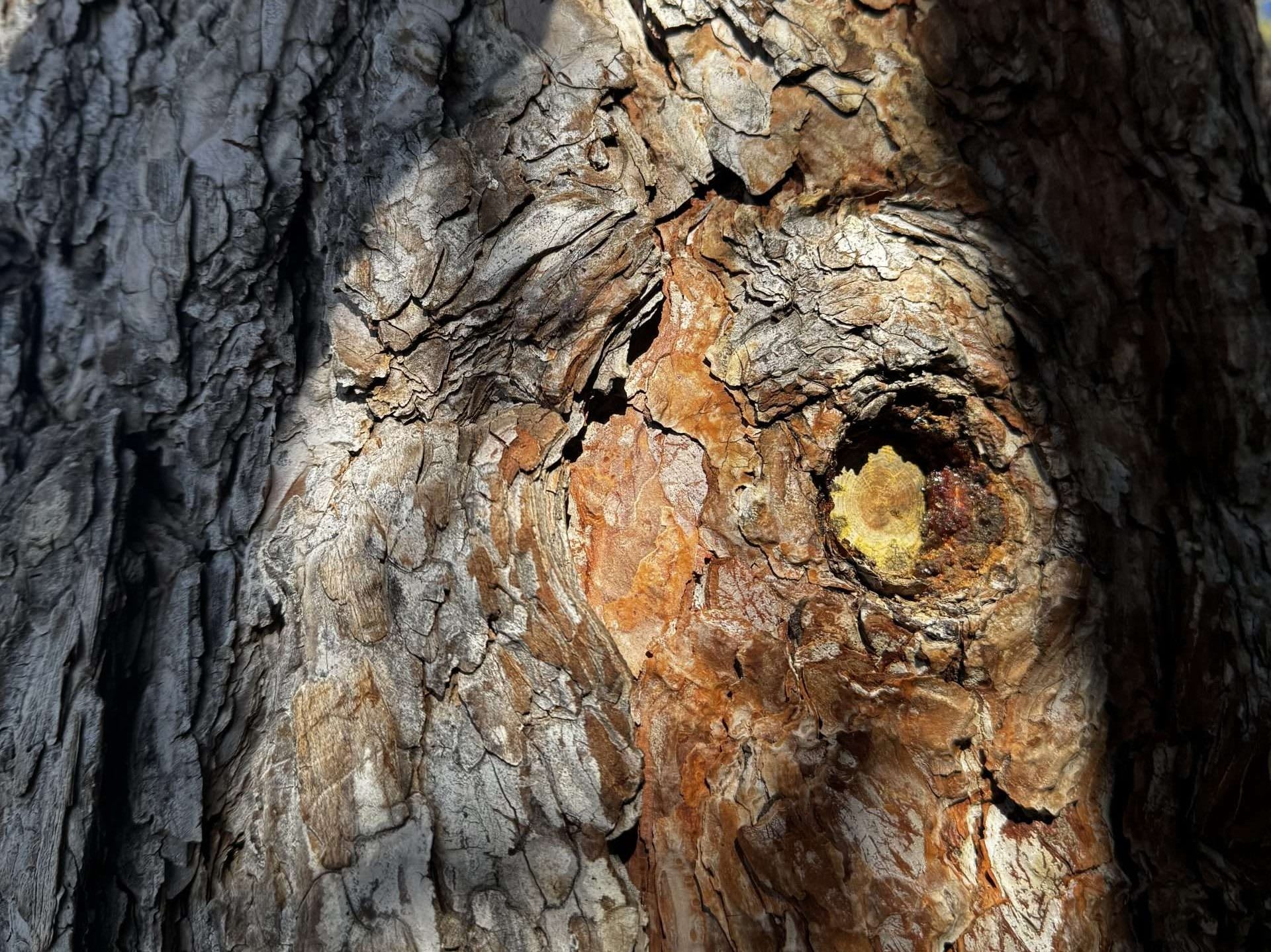 Winter Bark Damage: What’s Normal and What Needs a Tree Care ...