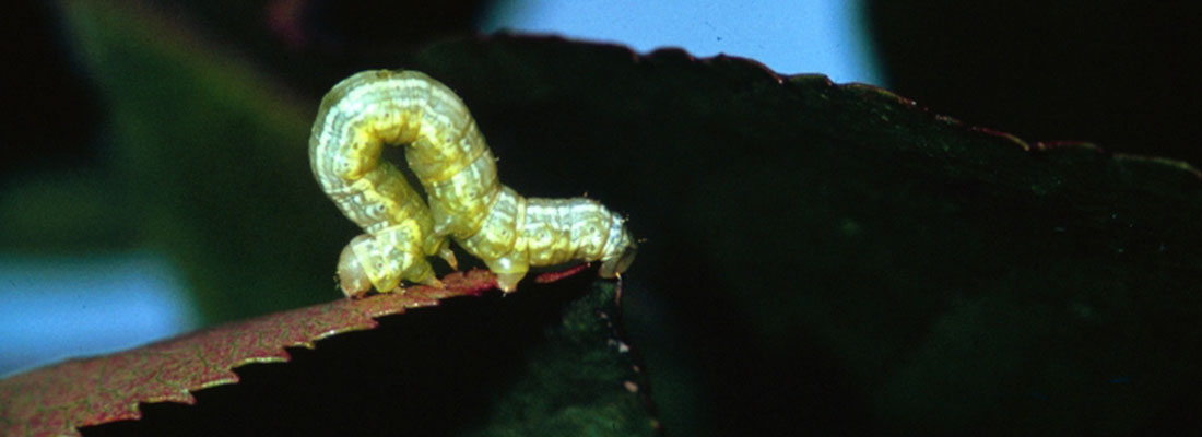 Spring cankerworms! - Metropolitan Forestry Services, Inc.