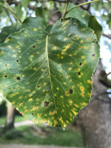 Spots on your Pear tree - Pear Rust! - Metropolitan Forestry Services, Inc.