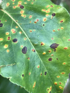 Spots on your Pear tree - Pear Rust! - Metropolitan Forestry Services, Inc.