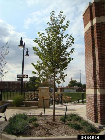 Proper Care For New Trees - Metropolitan Forestry Services, Inc.