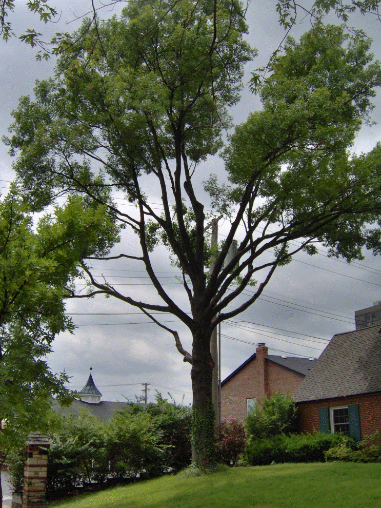 Bad Tree Work: Warning Signs