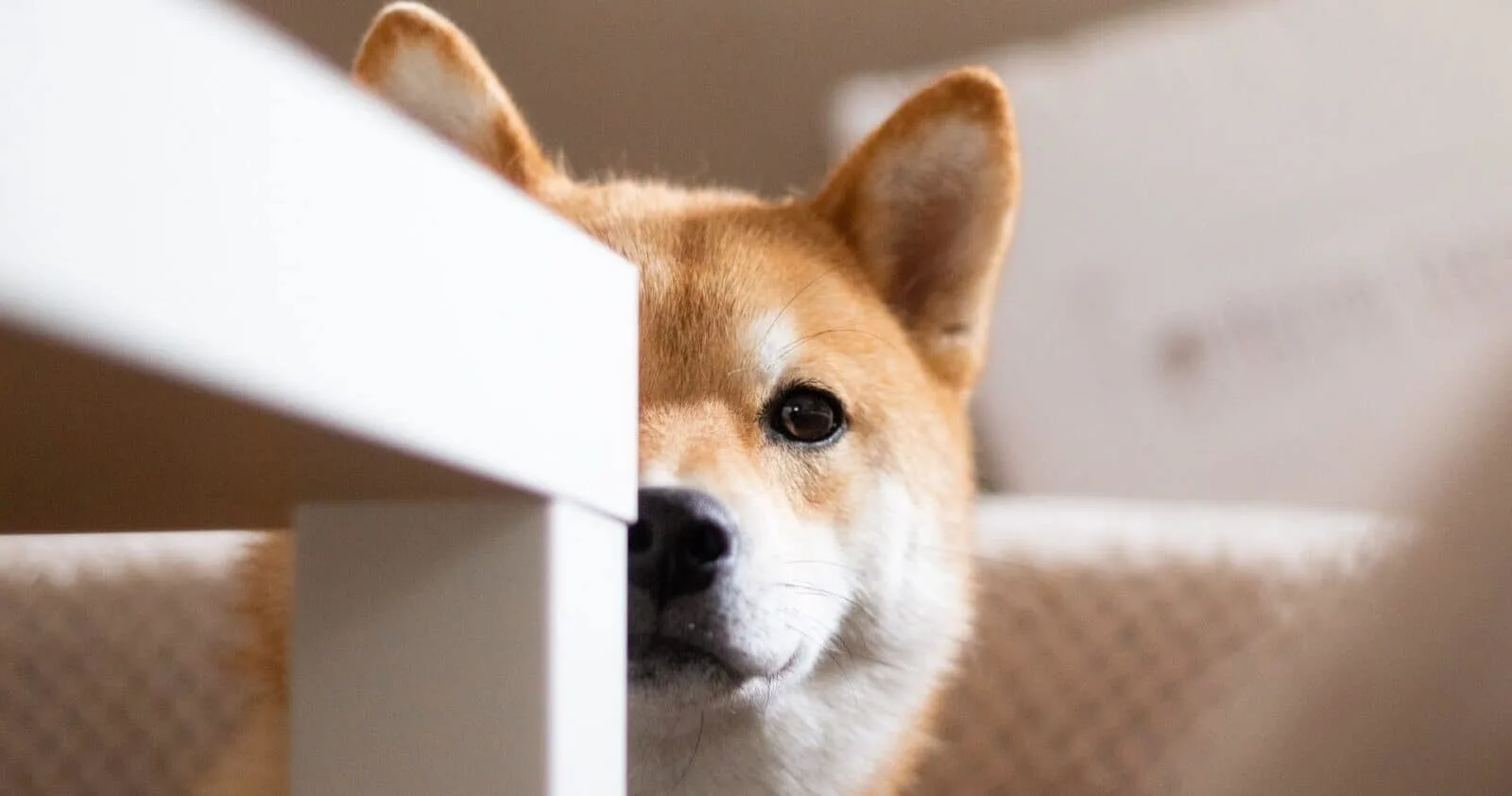 Shiba Inu's Quest For $0.01 Amidst The Whirlwind Adventure