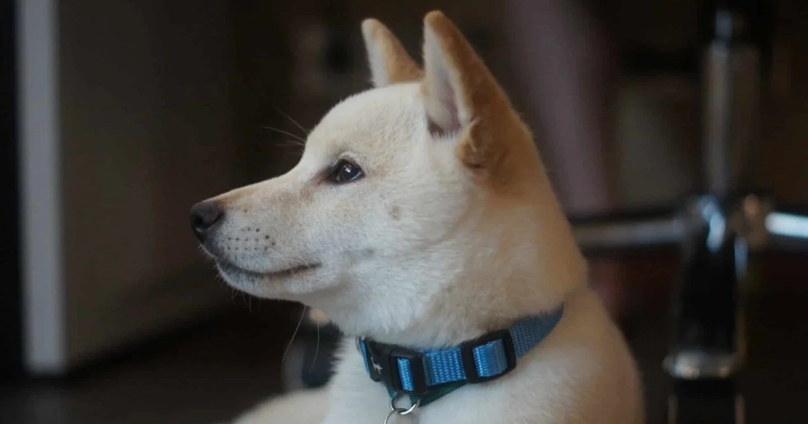 Shiba Inu: "Shibarium Mainnet To Go Live In 2 To 4 Months"