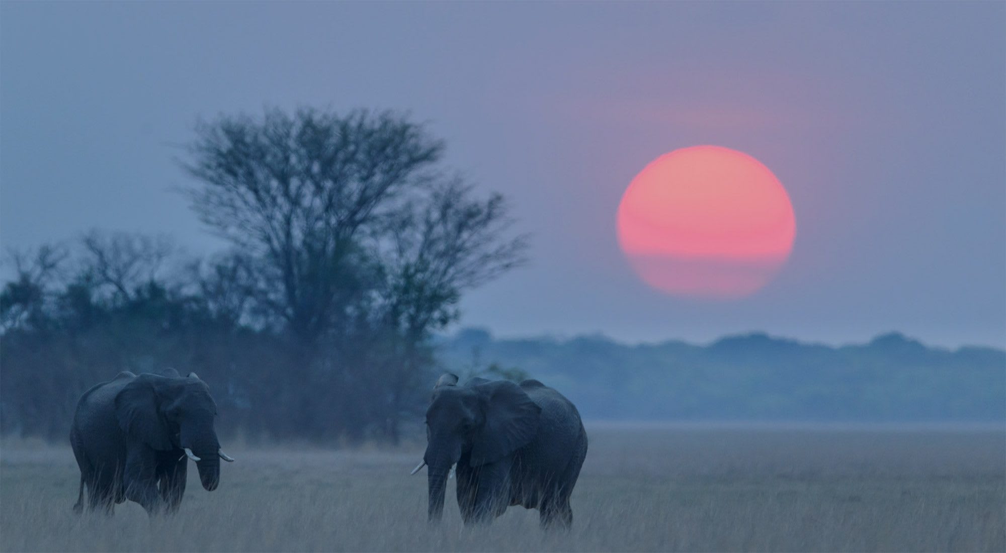 Safeguarding biodiversity and ecosystems is fundamental to climate ...